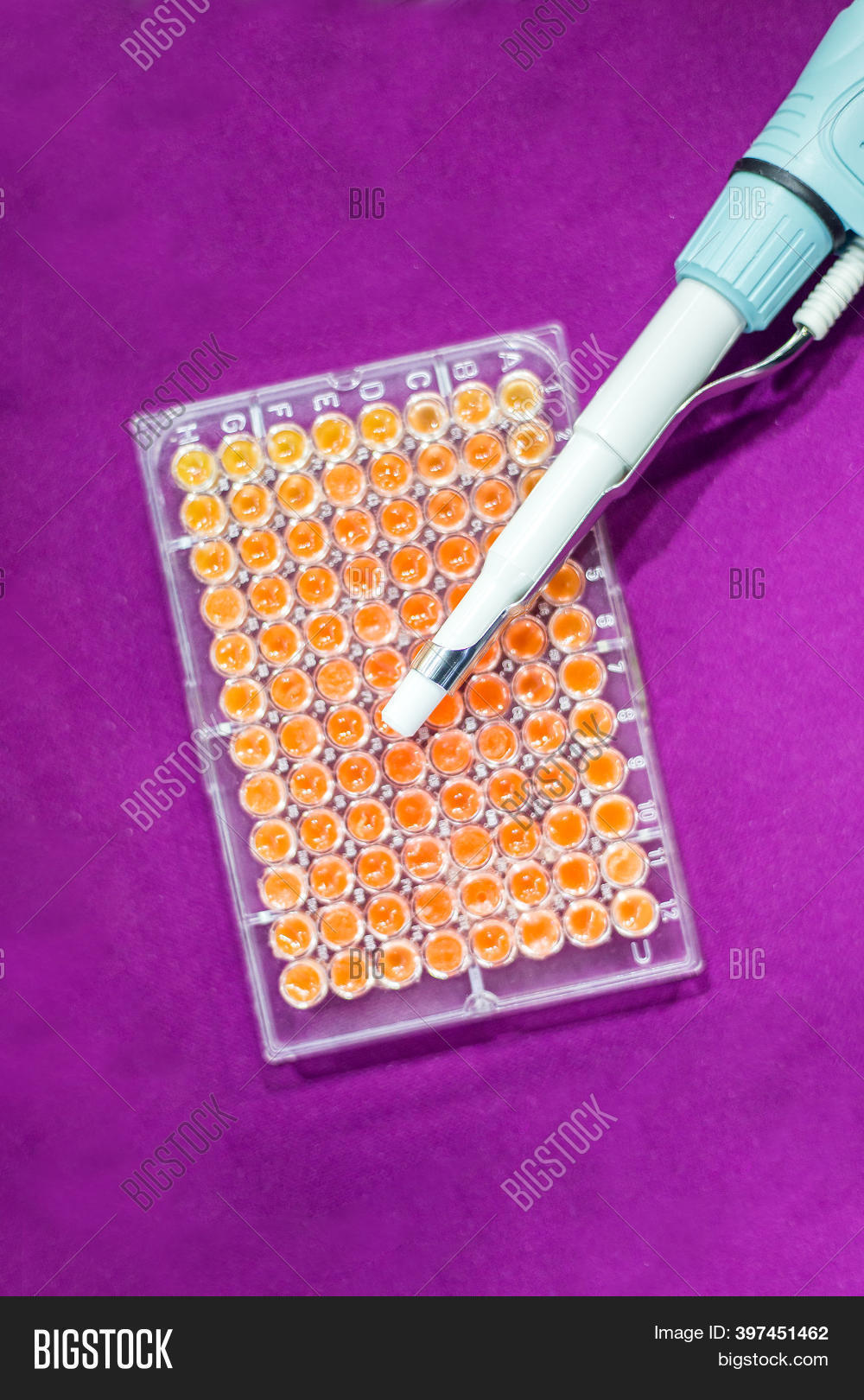 Pcr Well Plate On 96 Image & Photo (Free Trial) | Bigstock