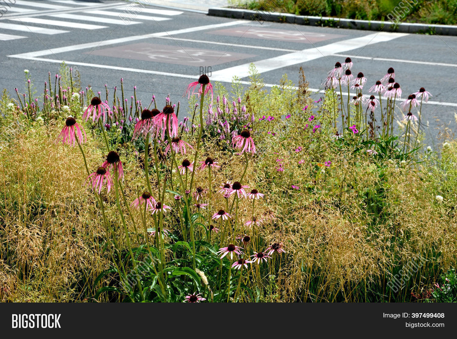 Pink Prairie Garden Image & Photo (Free Trial) | Bigstock