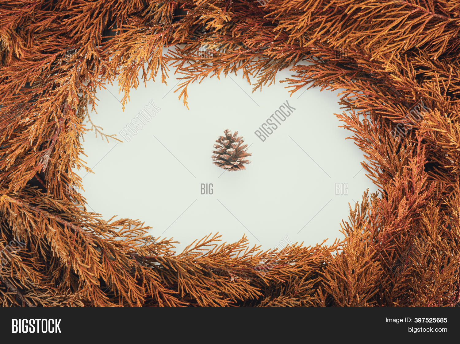 Circle Frame Pine Tree Image & Photo (Free Trial) | Bigstock