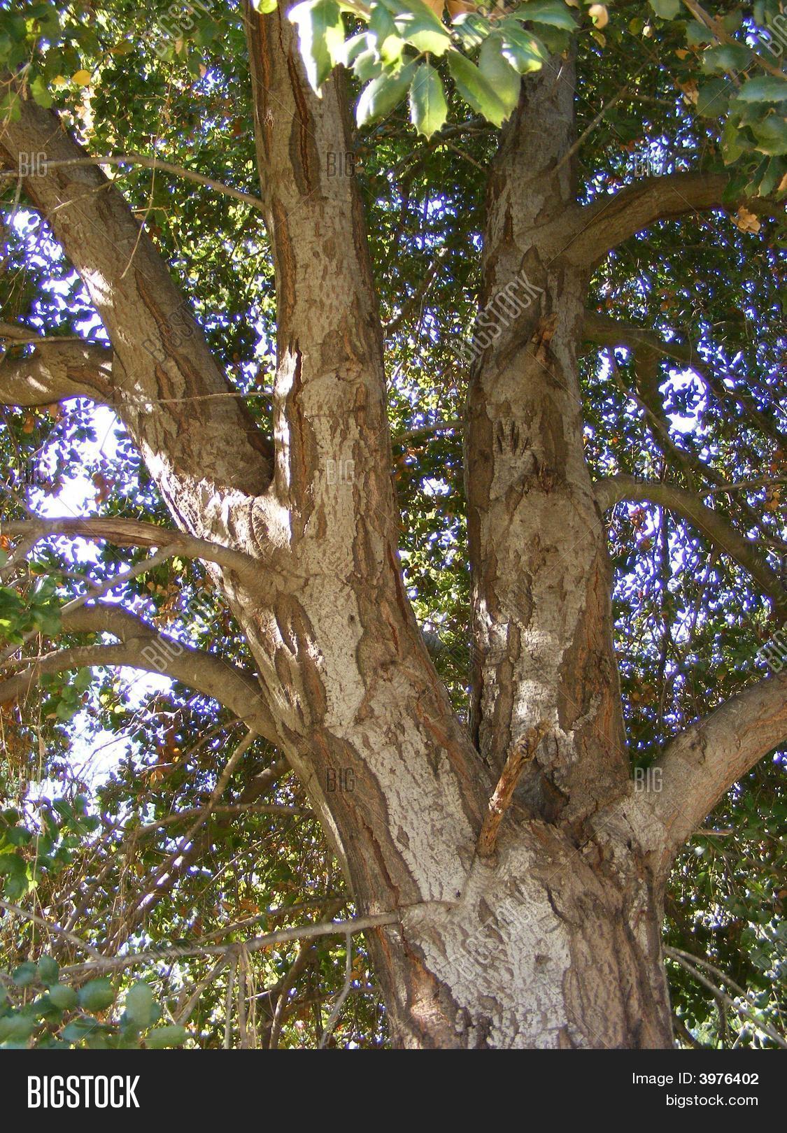 Backyard Oak Tree Image & Photo (Free Trial) | Bigstock