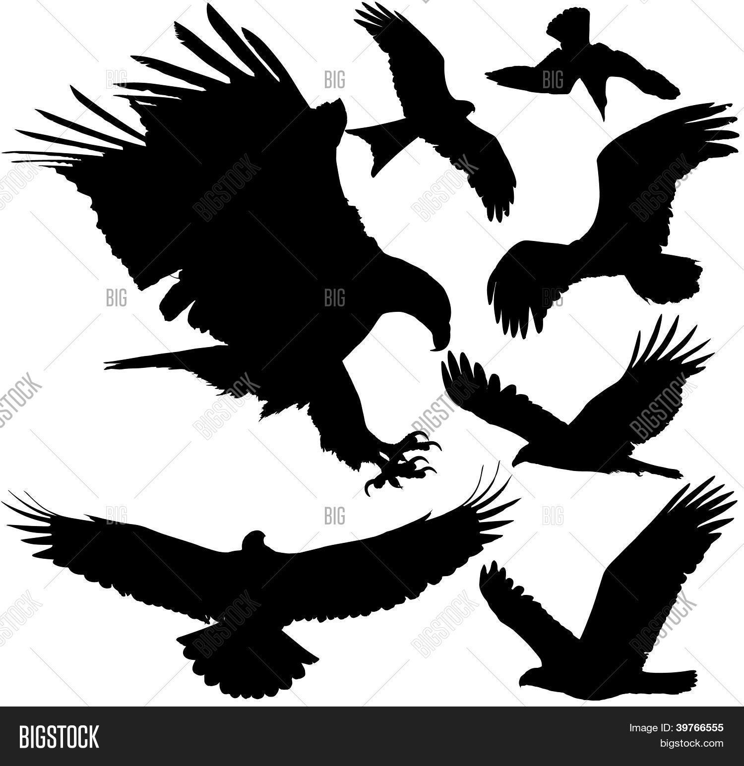 Eagle, Hawk, Griffon Vector & Photo (Free Trial) | Bigstock