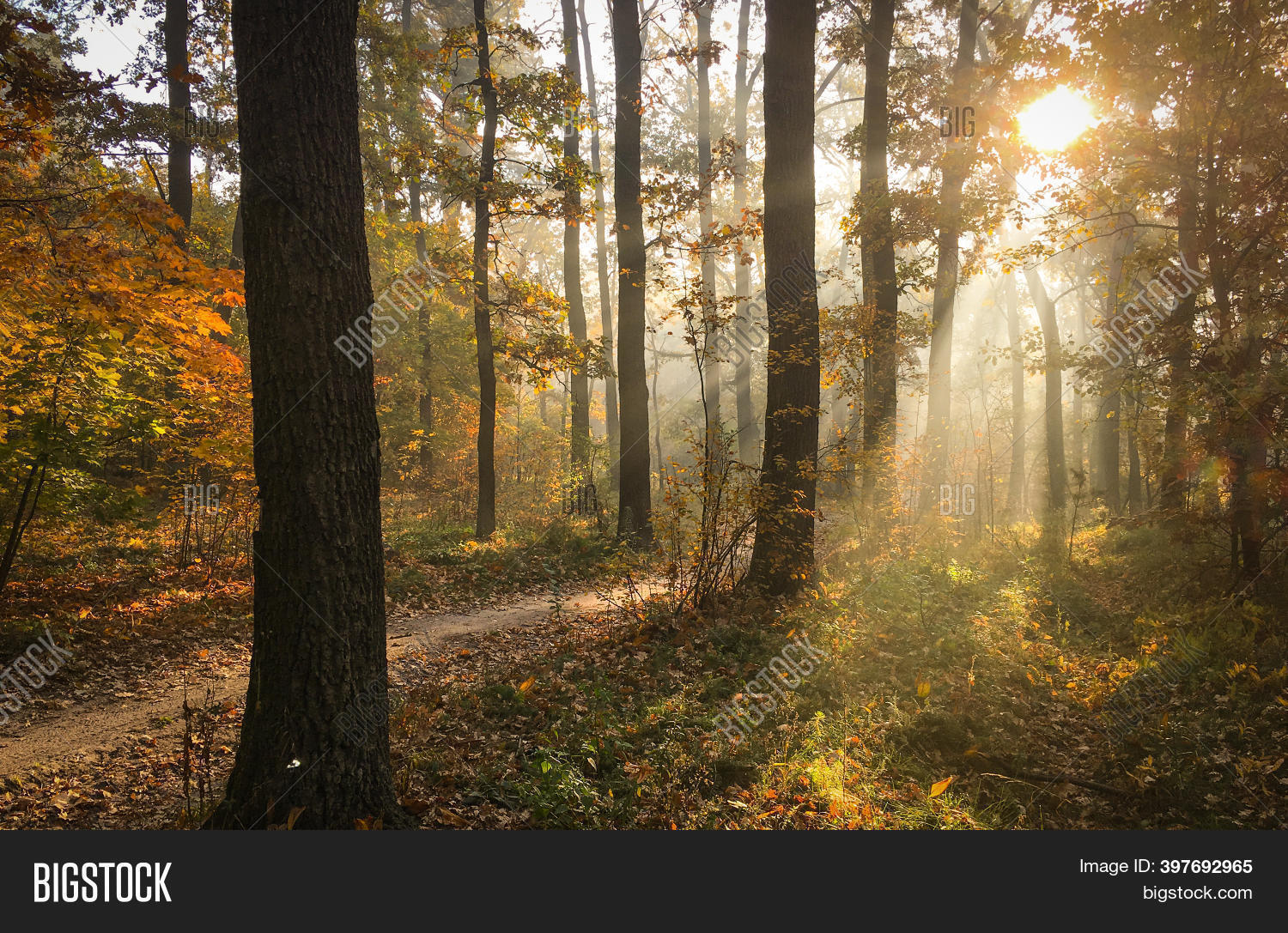 Morning Freshness Image & Photo (Free Trial) | Bigstock