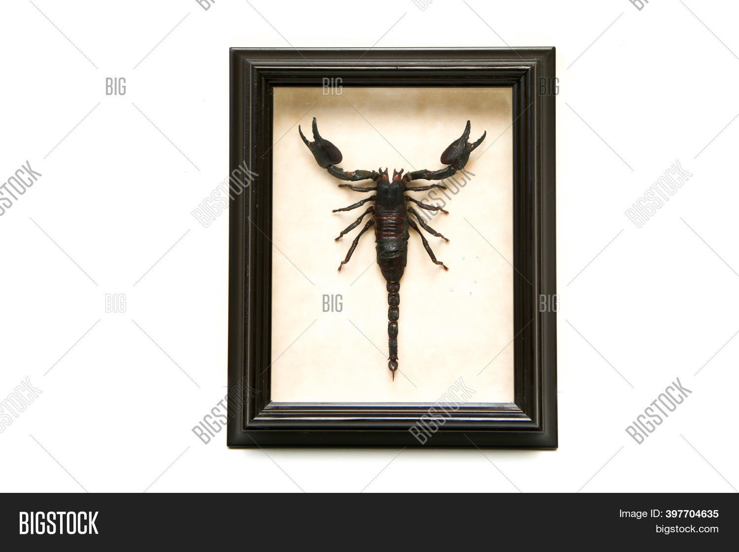 Pinned Scorpion Inside Image & Photo (Free Trial) | Bigstock