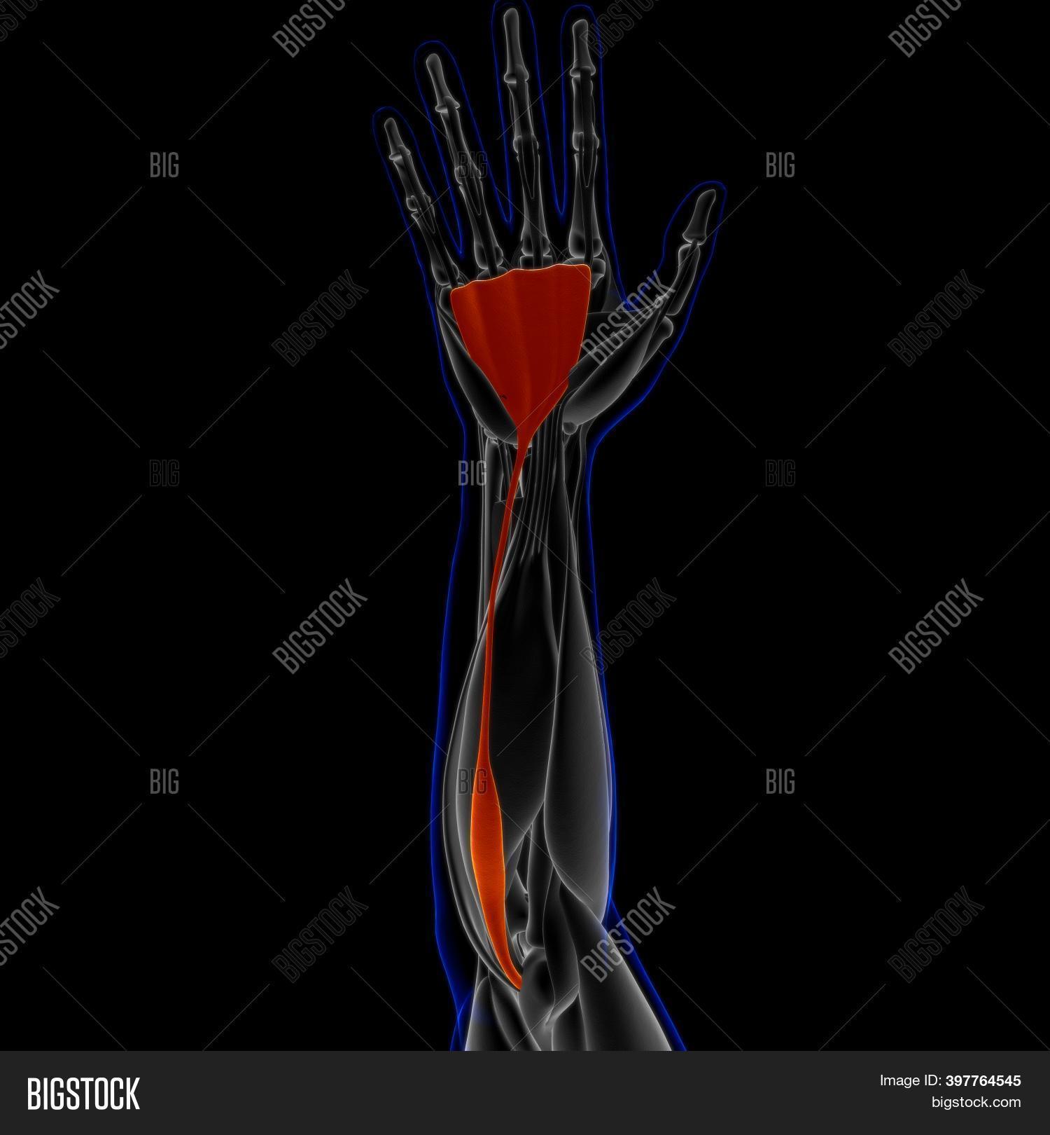 Palmaris Longus Muscle Image & Photo (Free Trial) | Bigstock