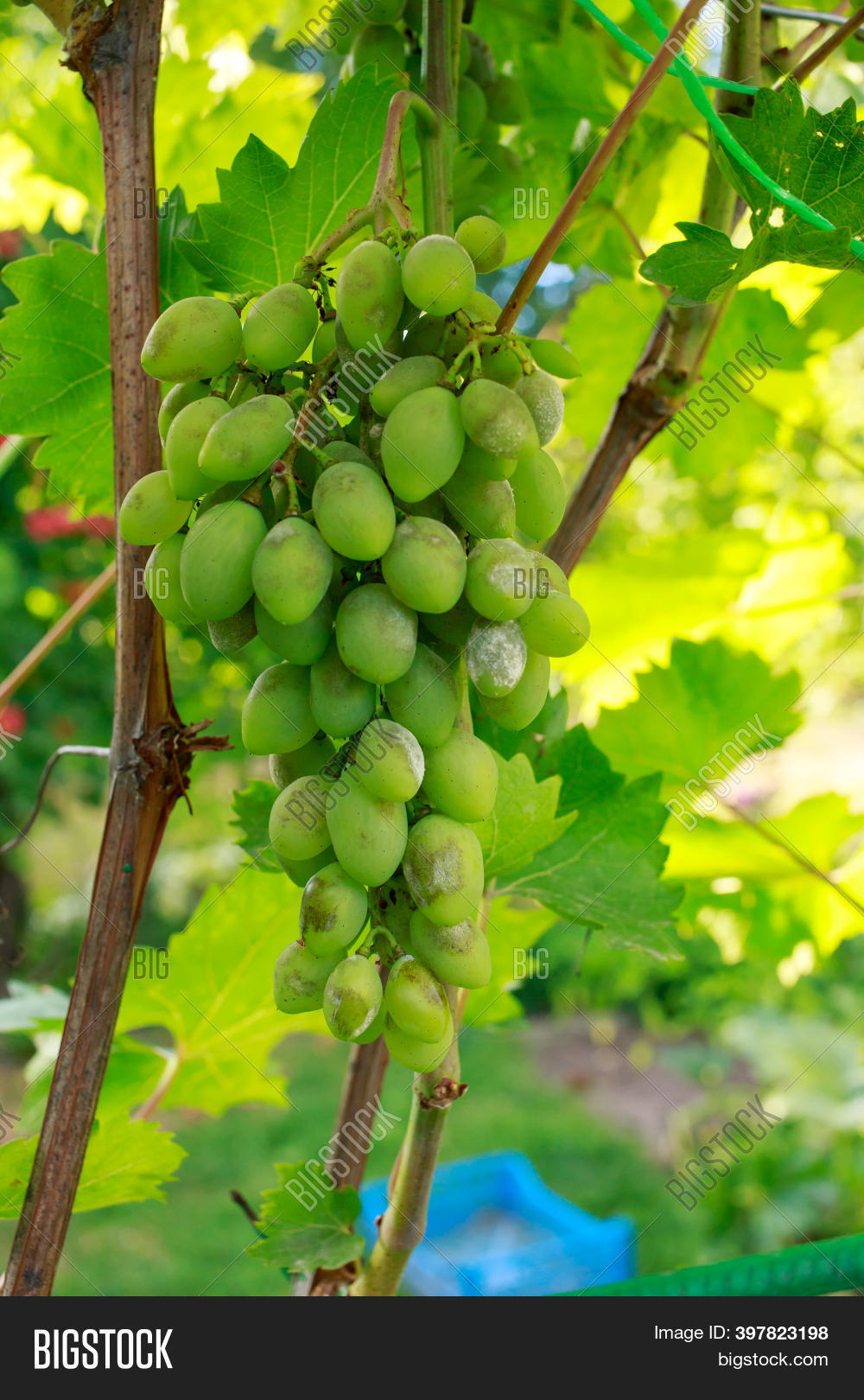 Green Bunch Grapes Image & Photo (Free Trial) | Bigstock