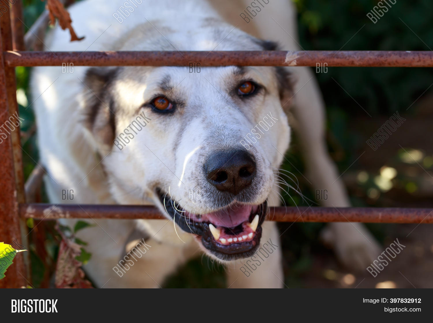 Big Dog Breed Alabai Image & Photo (Free Trial) | Bigstock