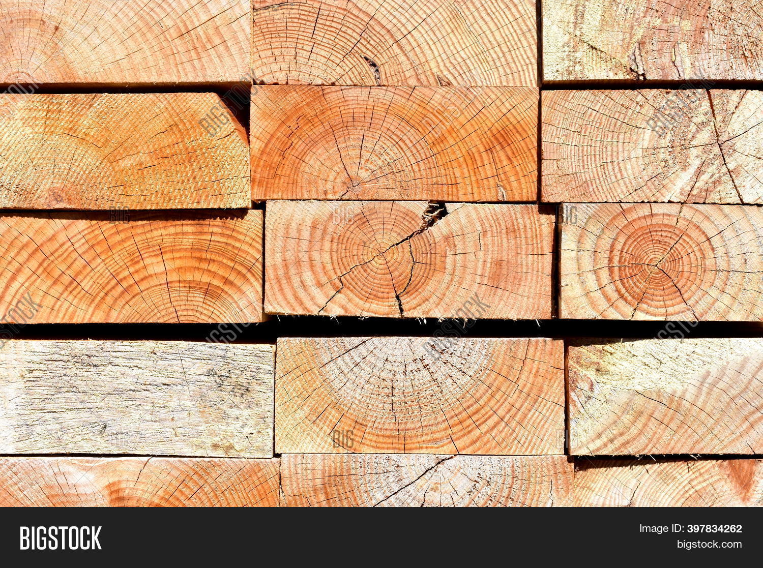 Pine Tree Cut Wood Image & Photo (Free Trial) | Bigstock