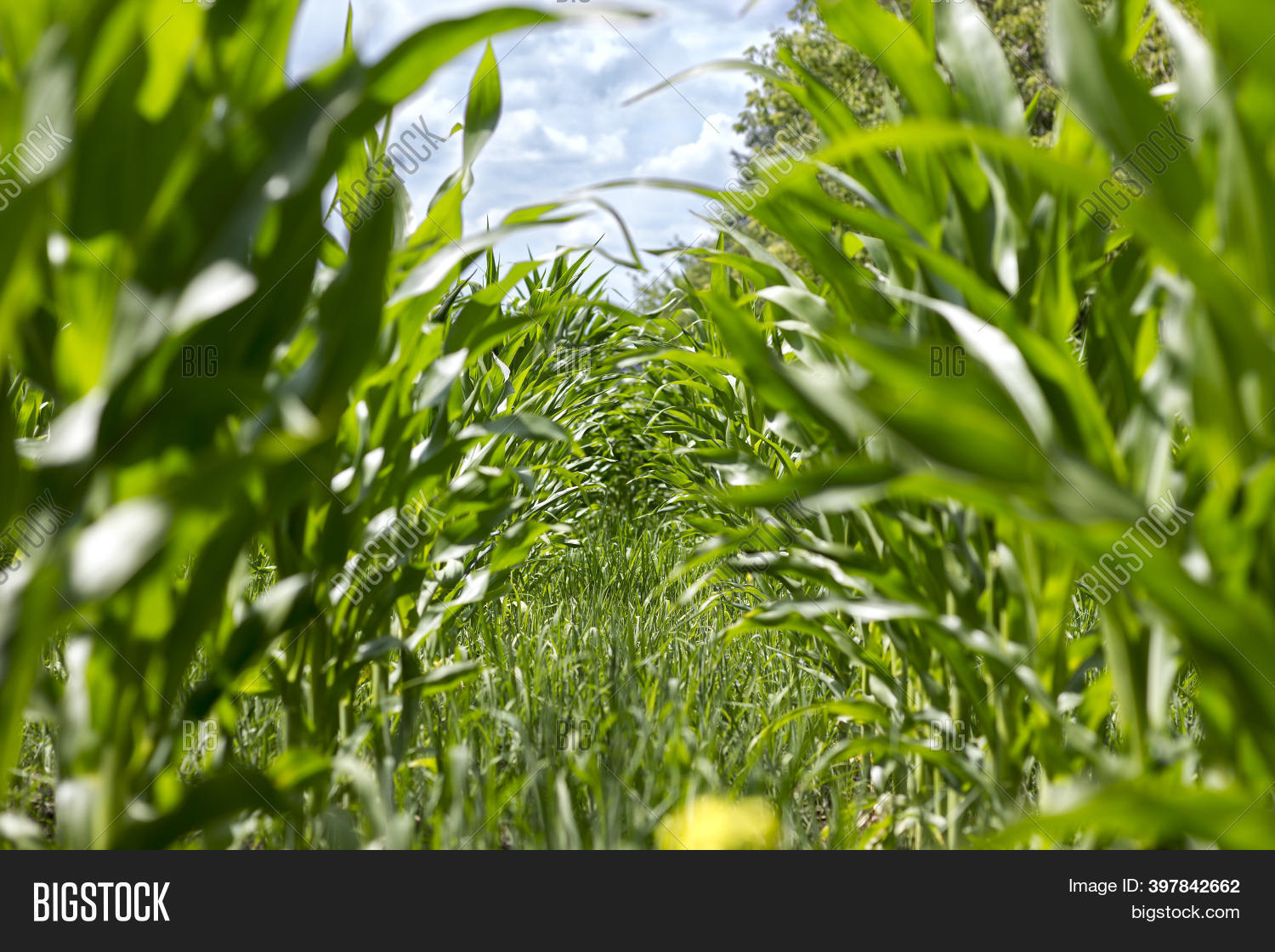 Cornfield Perspective Image & Photo (Free Trial) | Bigstock