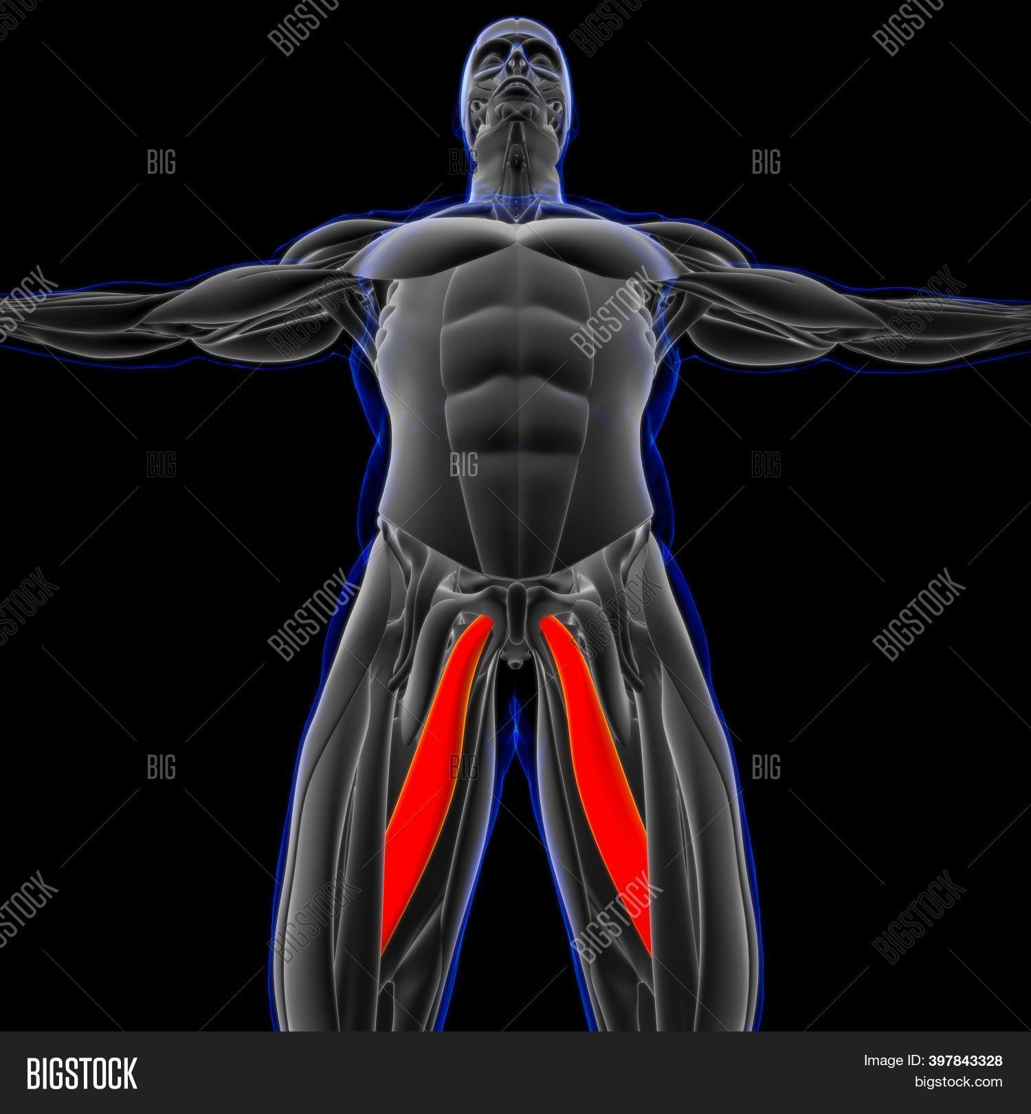 Adductor Longus Muscle Image & Photo (Free Trial) | Bigstock