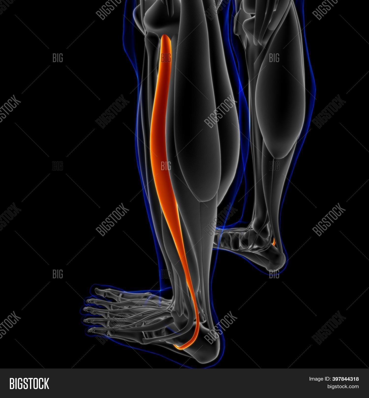 Peroneus Longus Muscle