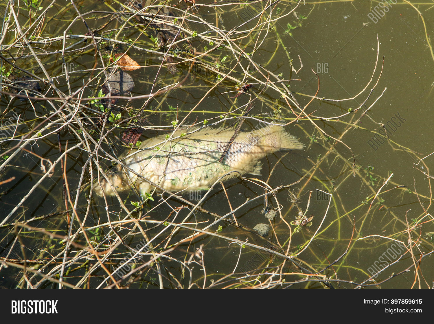 Dead Fish Pond Lying Image & Photo (Free Trial) | Bigstock