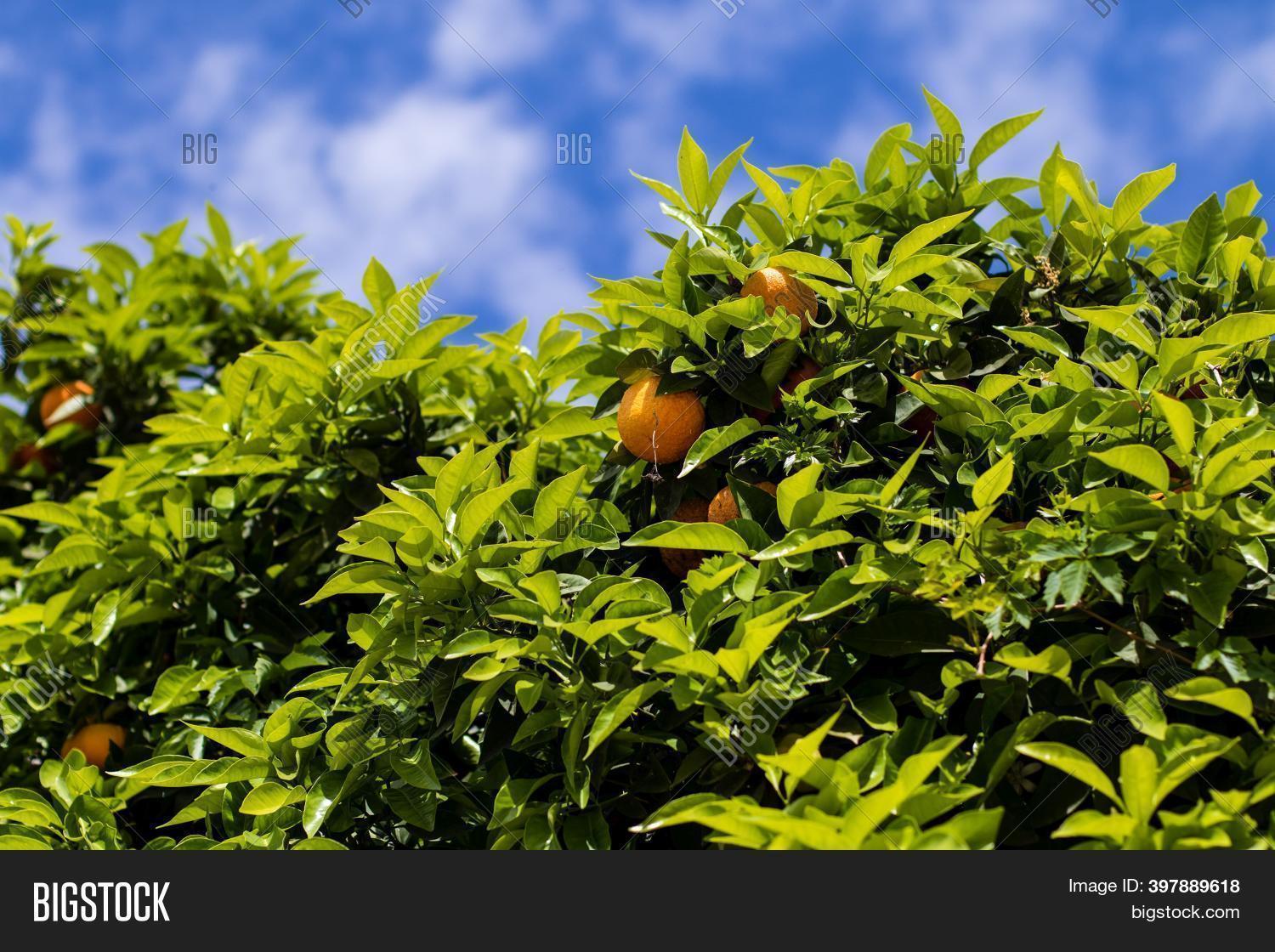 Orange Tree During Image & Photo (Free Trial) | Bigstock