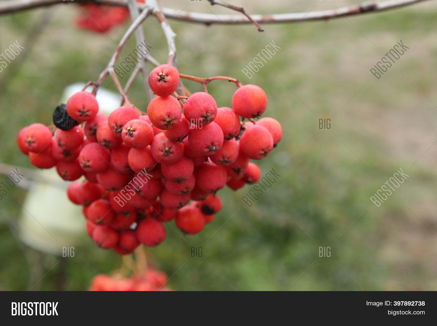 Bunch Ash Trees Orange Image & Photo (Free Trial) | Bigstock