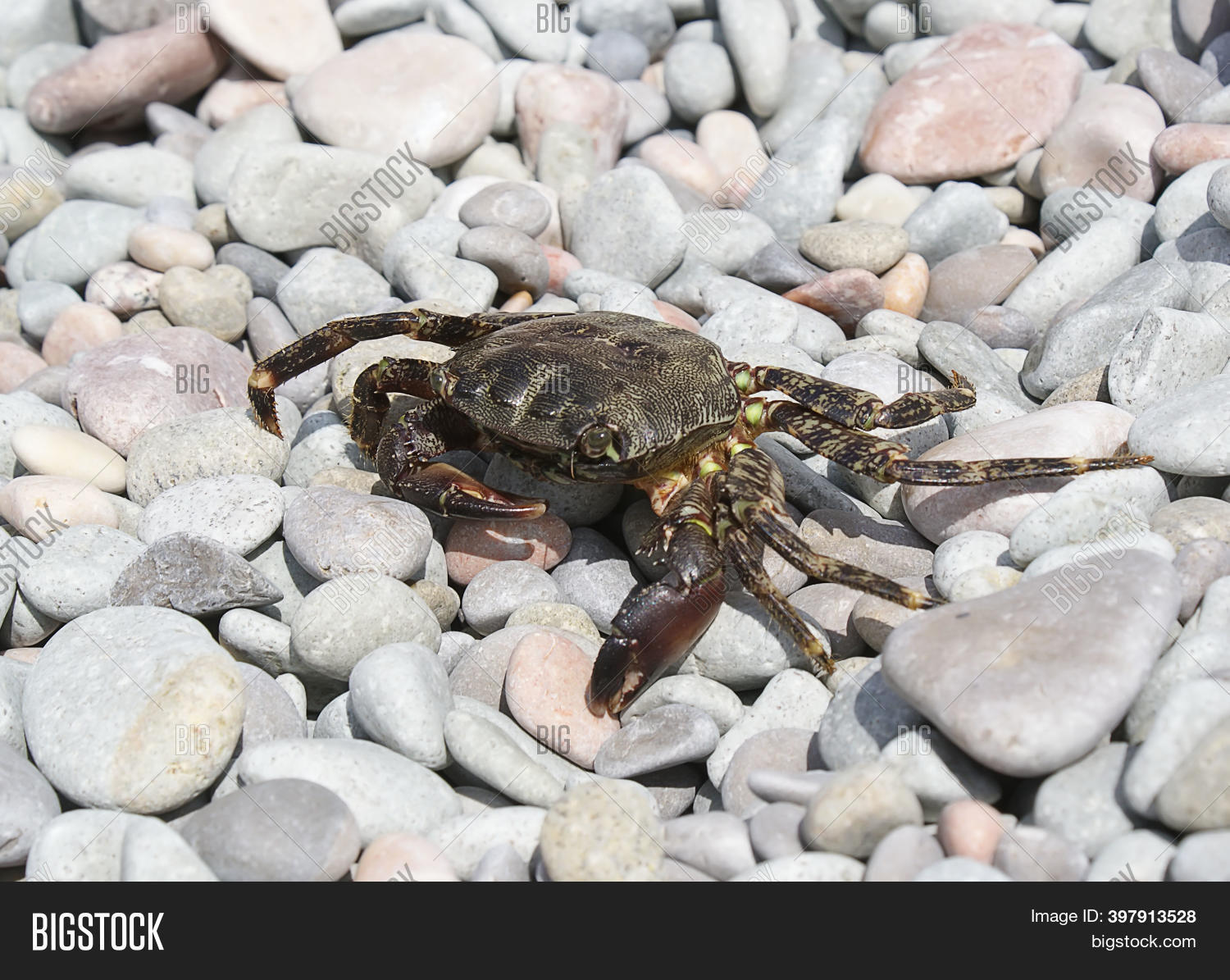 Aggressive Crab On Image & Photo (Free Trial) | Bigstock