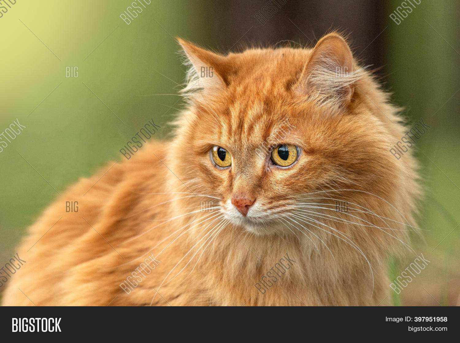 Portrait Red Fur Cat Image & Photo (Free Trial) | Bigstock