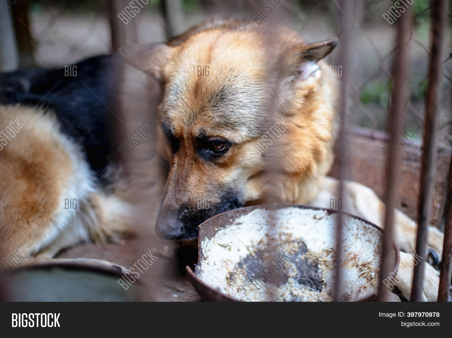 Big Sad Shepherd Old Image & Photo (Free Trial) | Bigstock