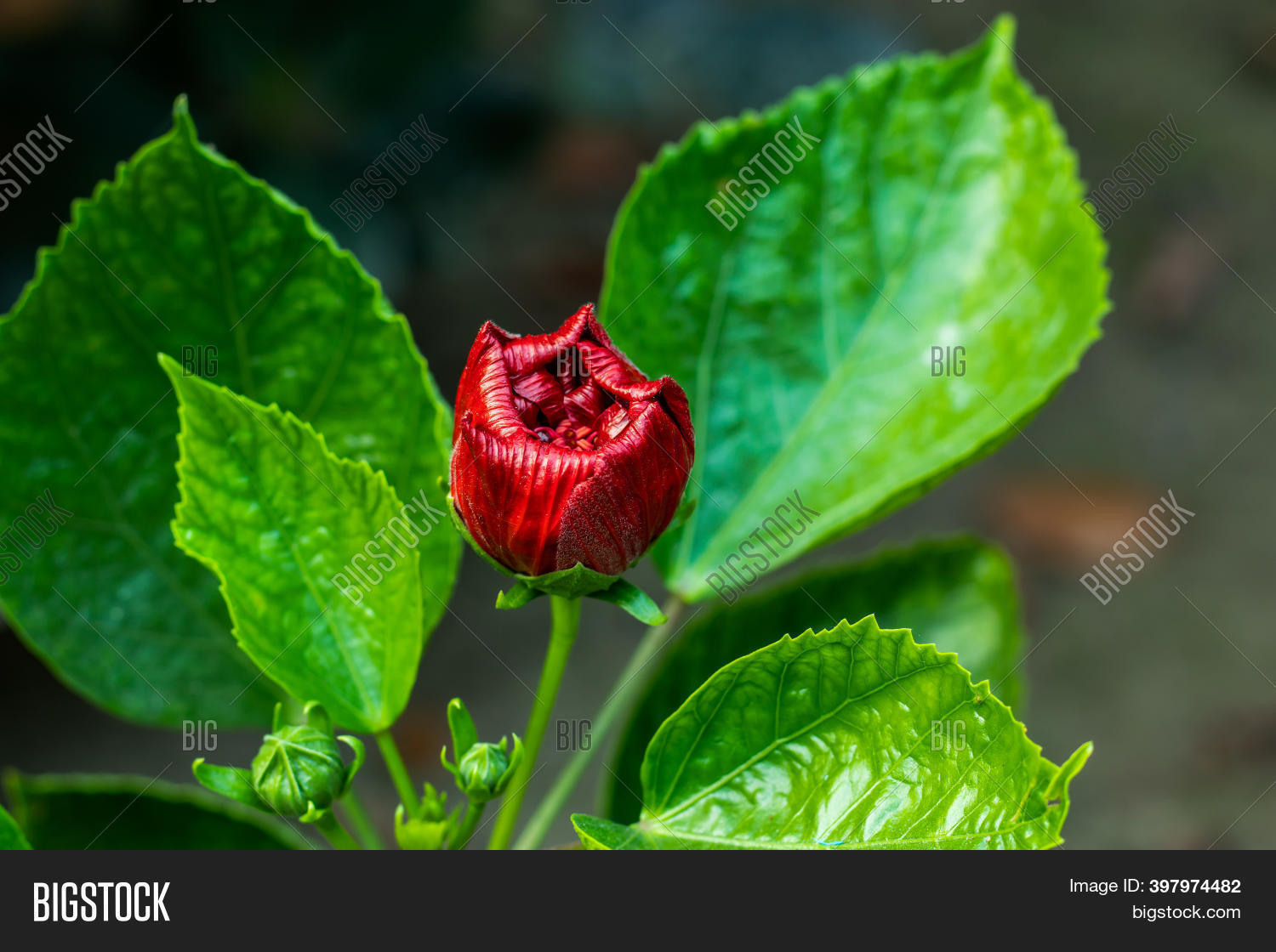 Deep Blood Red Big Image & Photo (Free Trial) | Bigstock