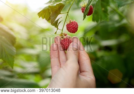 Red Raspberries Images, Illustrations & Vectors (Free) - Bigstock