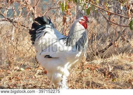 Brahma Roosters Image & Photo (Free Trial) | Bigstock