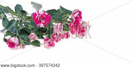 Border Fresh Pink Rose Image & Photo (Free Trial) | Bigstock