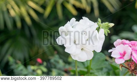 White Geranium Flower Image & Photo (Free Trial) | Bigstock
