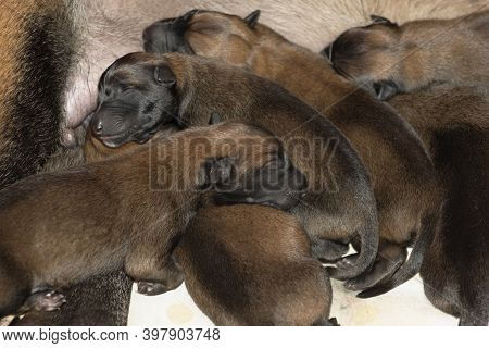Newborn Belgian Image & Photo (Free Trial) | Bigstock