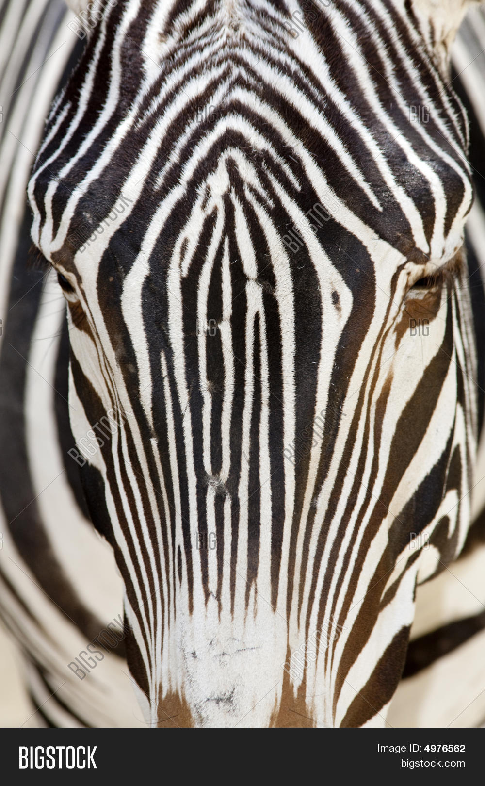 Grevys Zebra Face Image & Photo (Free Trial) | Bigstock