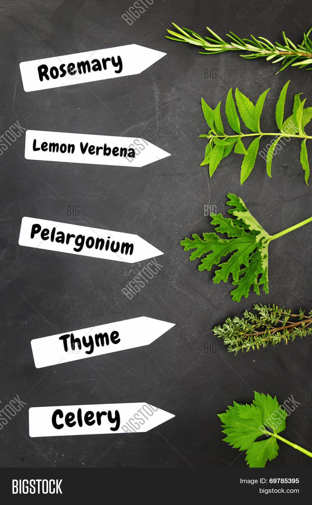 Various Types Herbs Image & Photo (Free Trial) | Bigstock