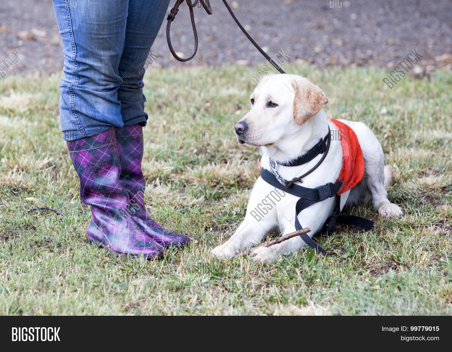Trainer Labrador Image & Photo (Free Trial) | Bigstock