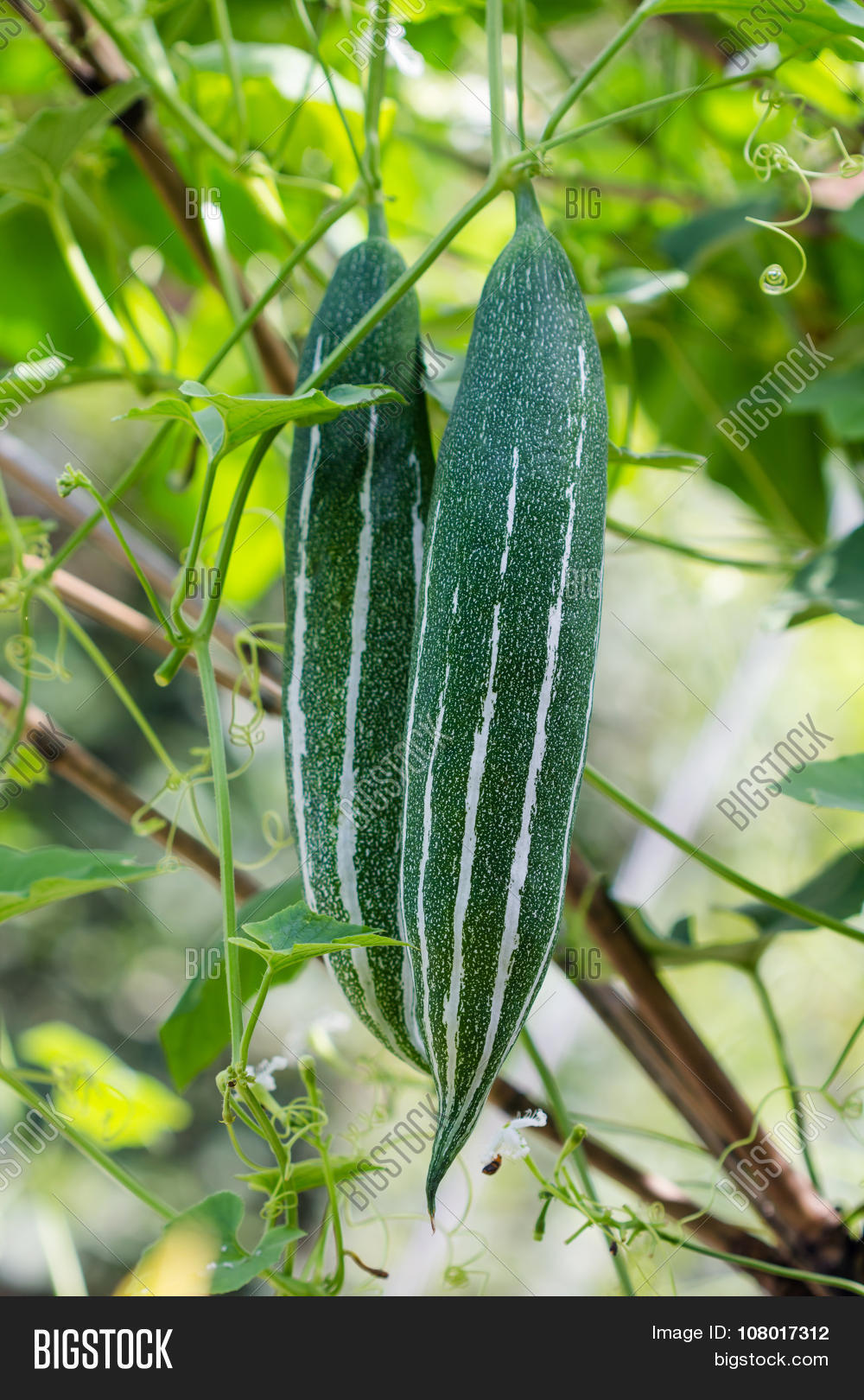 Closeup Snake Gourds Image & Photo (Free Trial) | Bigstock