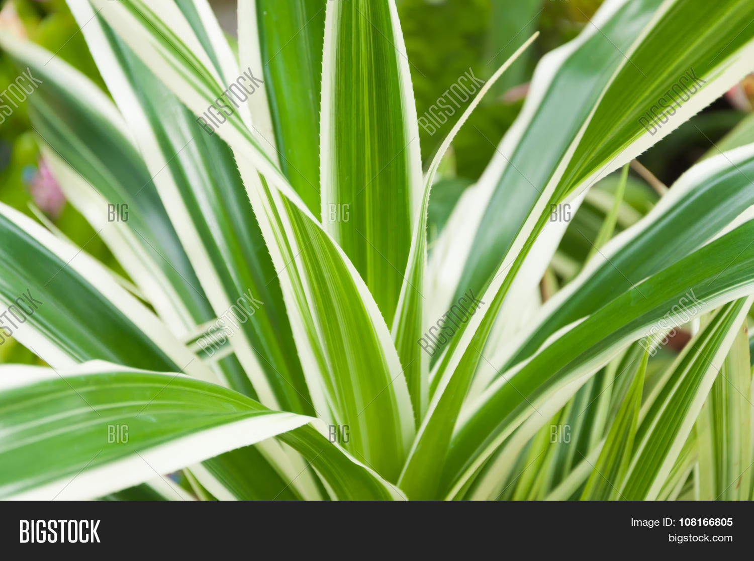 Stripe Pandan's Leaves Image & Photo (Free Trial) | Bigstock