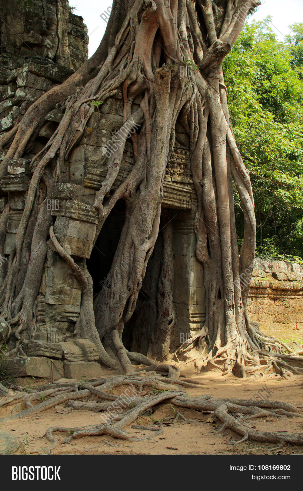 Old Tree On Gate Image & Photo (Free Trial) | Bigstock