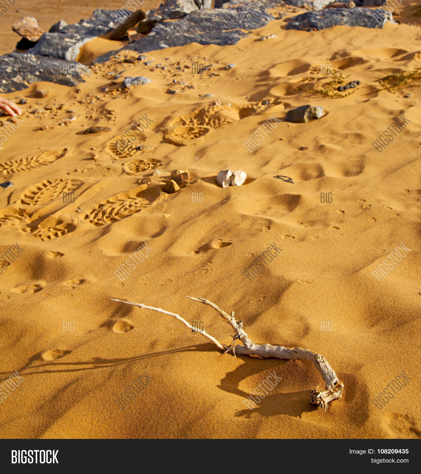 Old Fossil Desert Image & Photo (Free Trial) | Bigstock