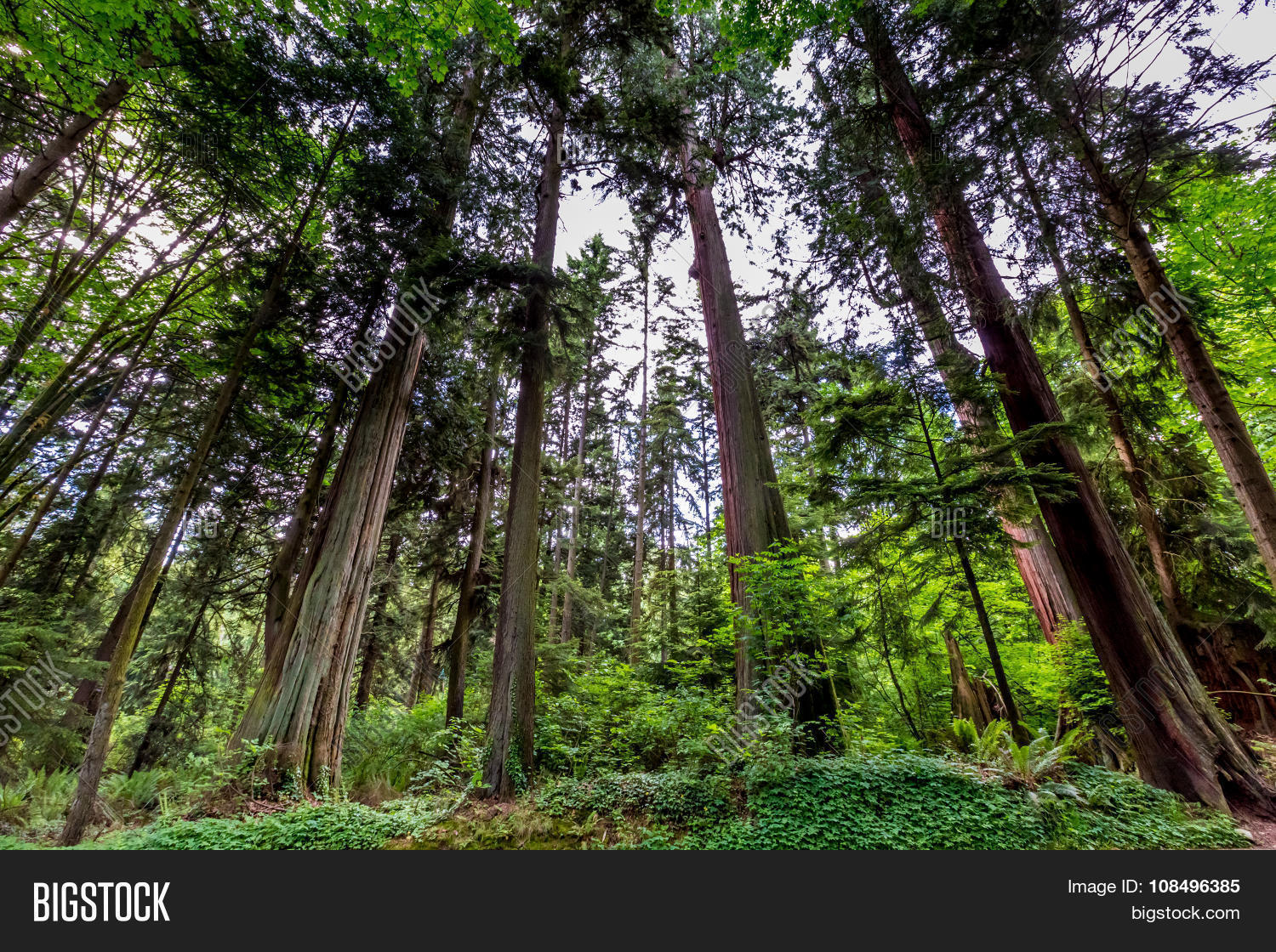 Primeval Rain Forest Image & Photo (Free Trial) | Bigstock