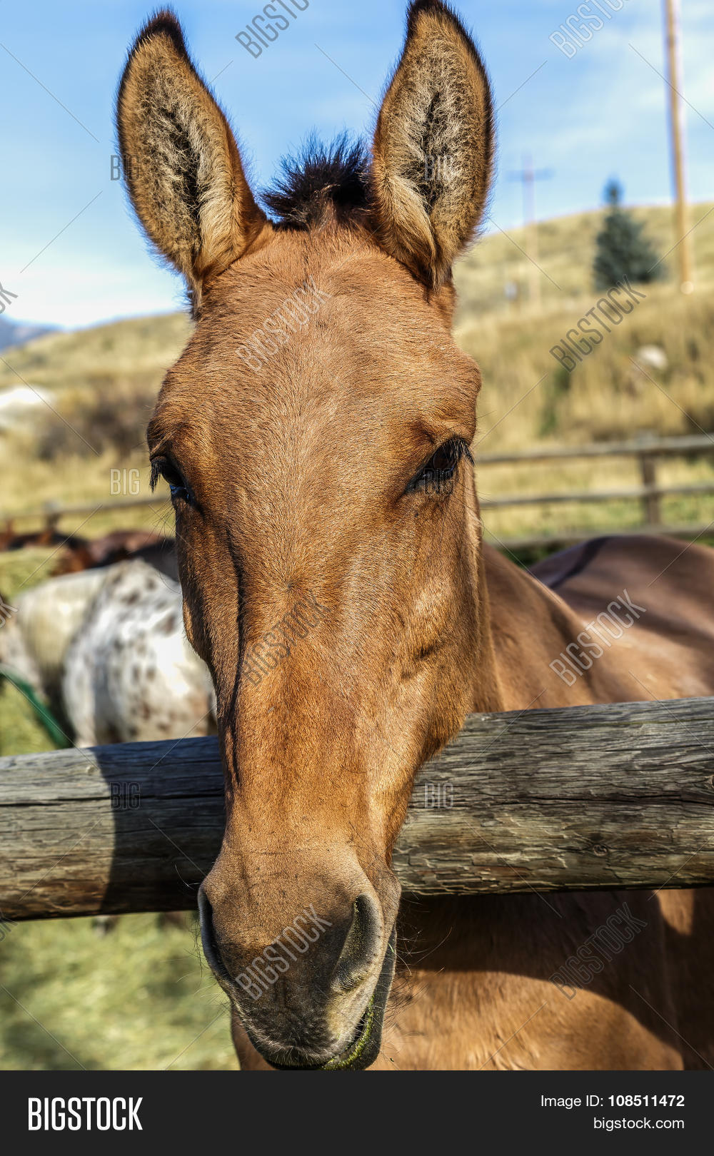 Lineback Dun Horse Image & Photo (Free Trial) | Bigstock