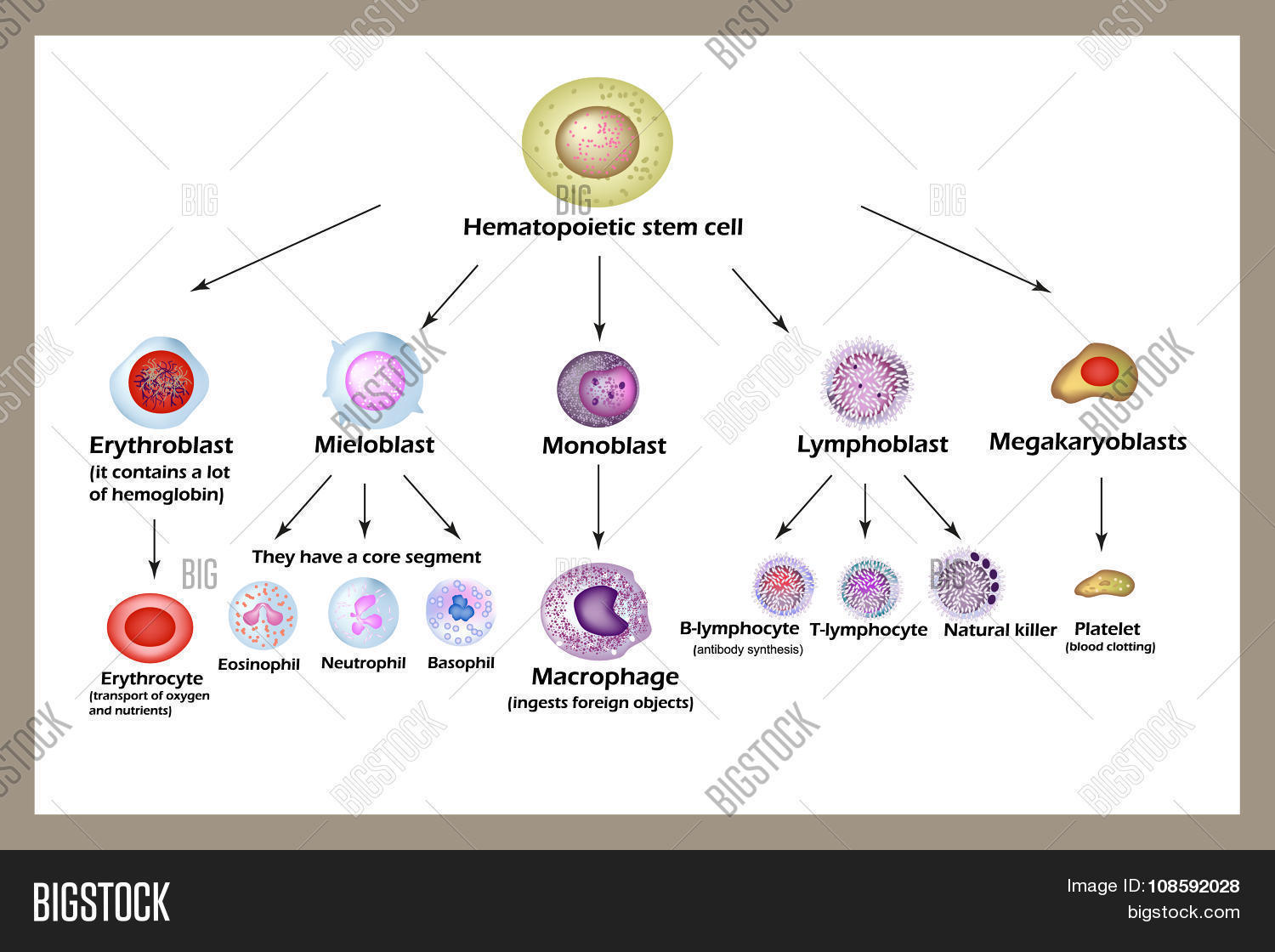 Stem Cell. Vector & Photo (Free Trial) | Bigstock