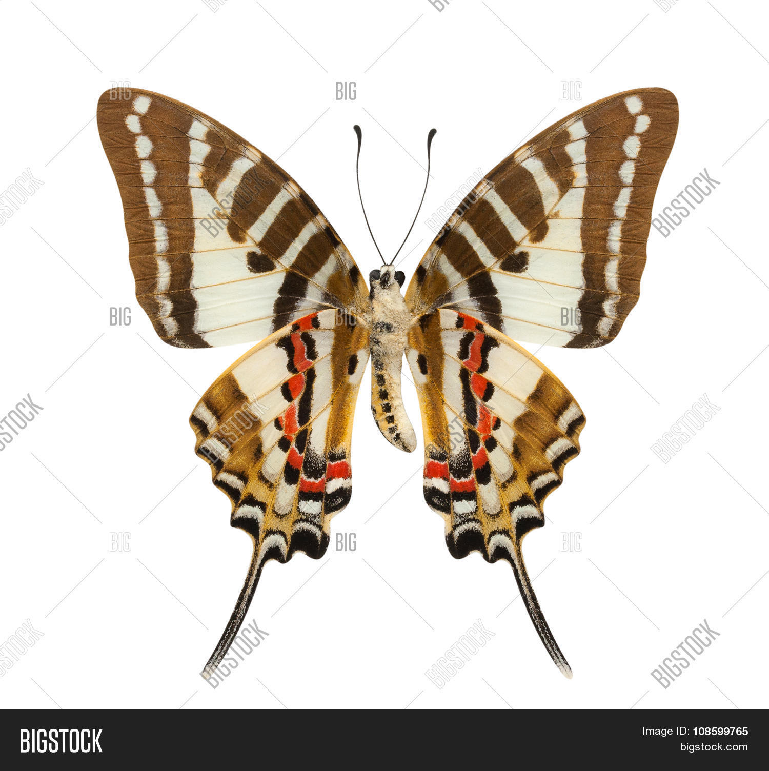 Butterfly Lower Wings Image & Photo (Free Trial) | Bigstock