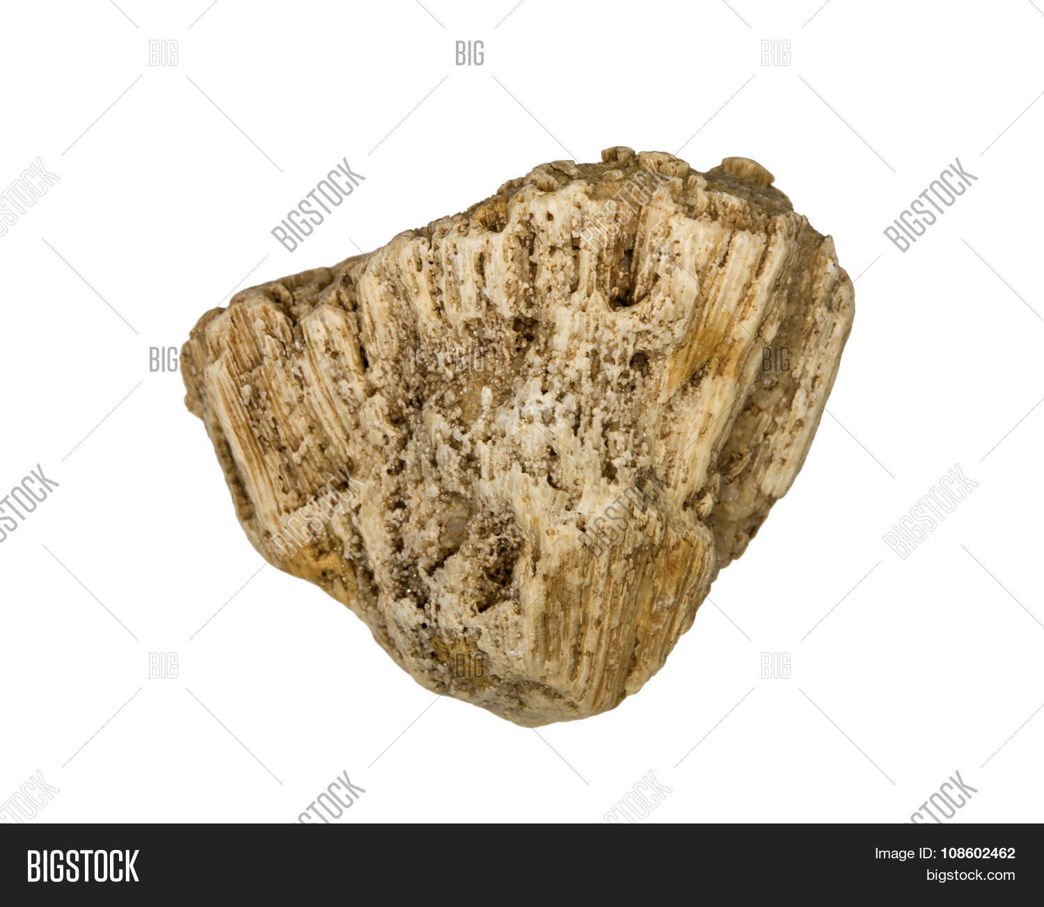 Beautiful Fossilized Image & Photo (Free Trial) | Bigstock