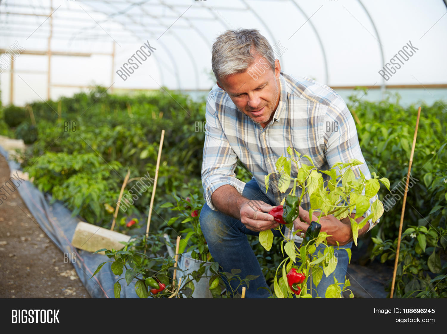 Farmer Checking Image & Photo (Free Trial) | Bigstock Farmer Checking Image & Photo (Free Trial) | Bigstock