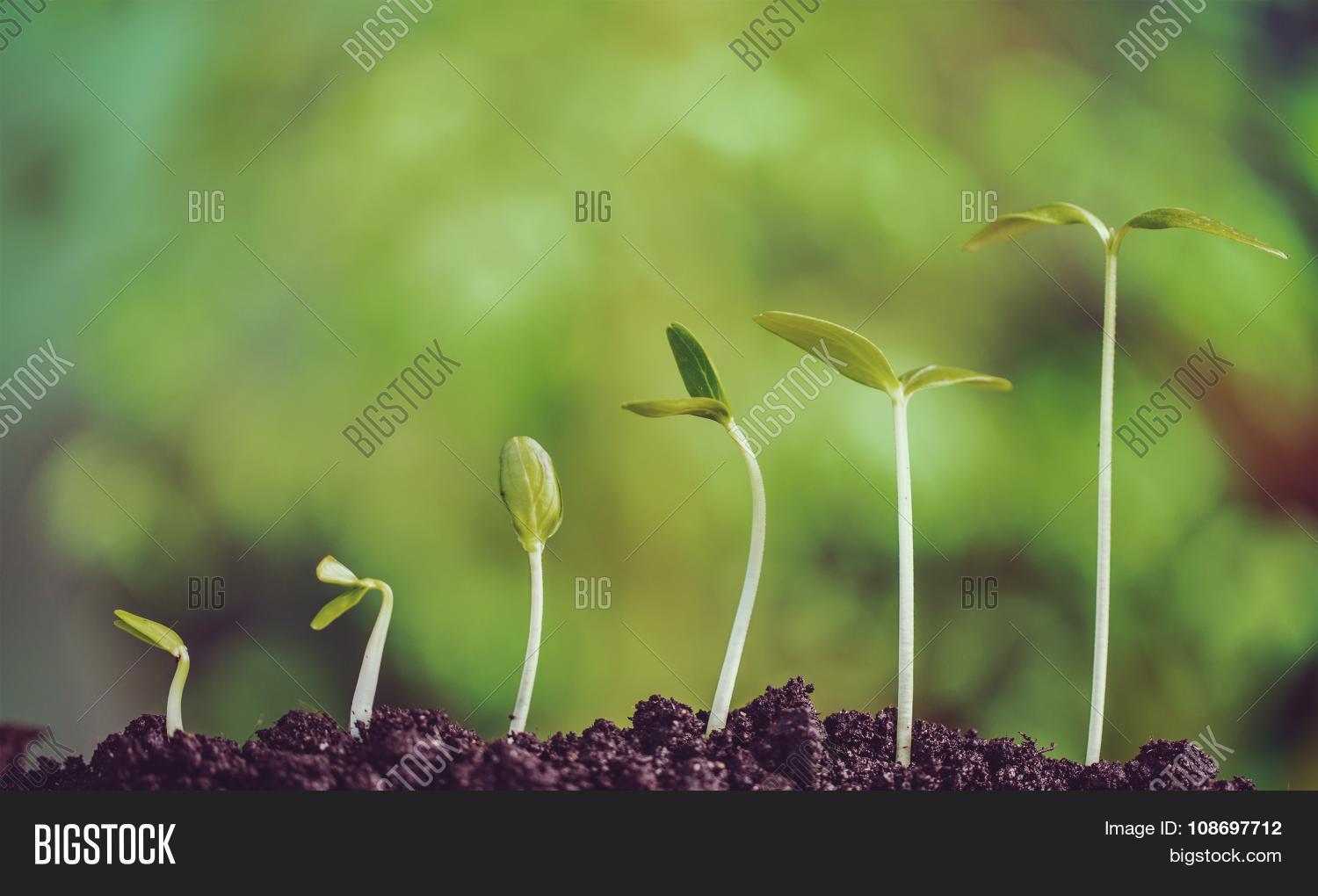 Growth Image & Photo (Free Trial) | Bigstock