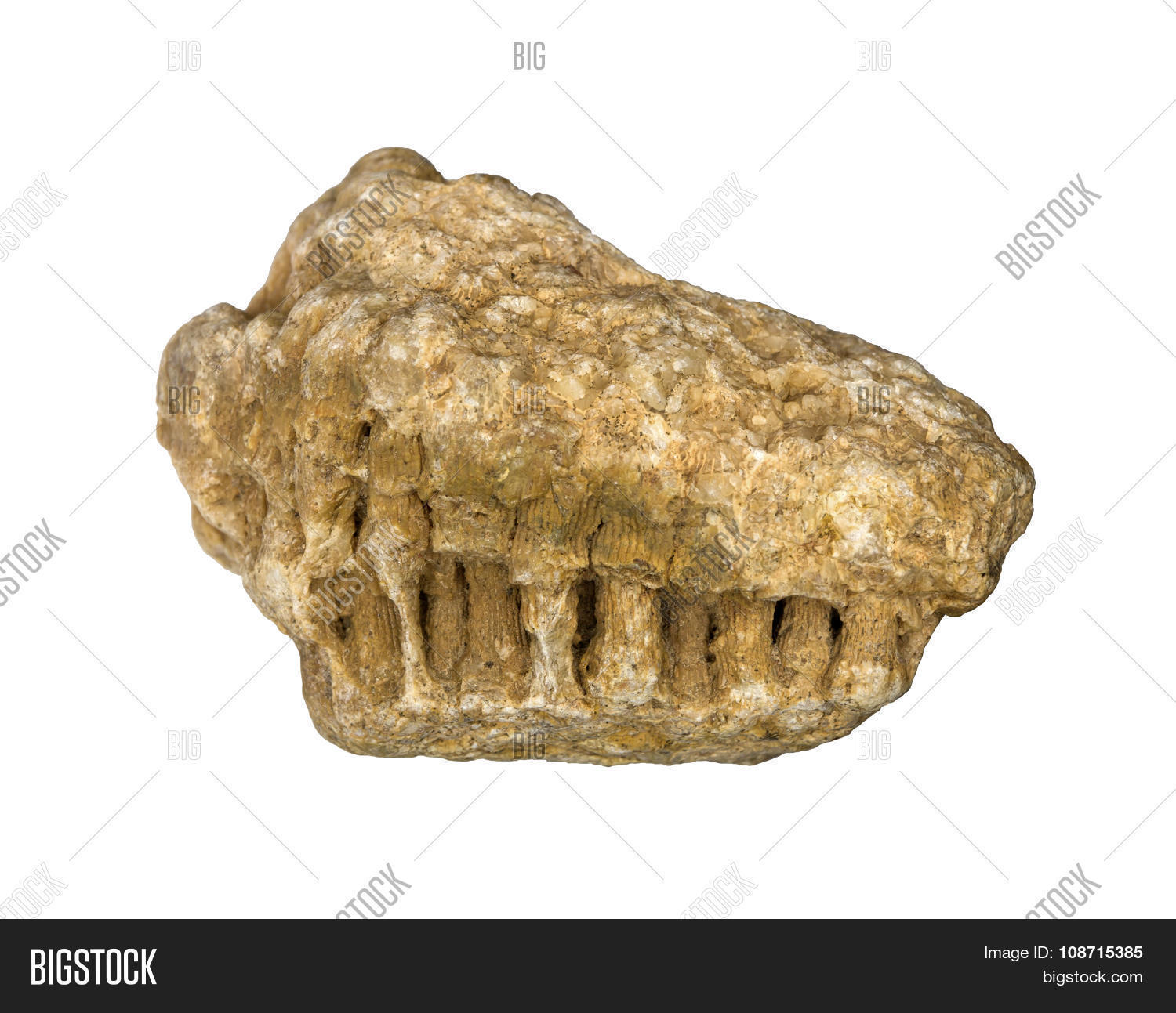 Fossils Sea Sponge Image & Photo (Free Trial) | Bigstock