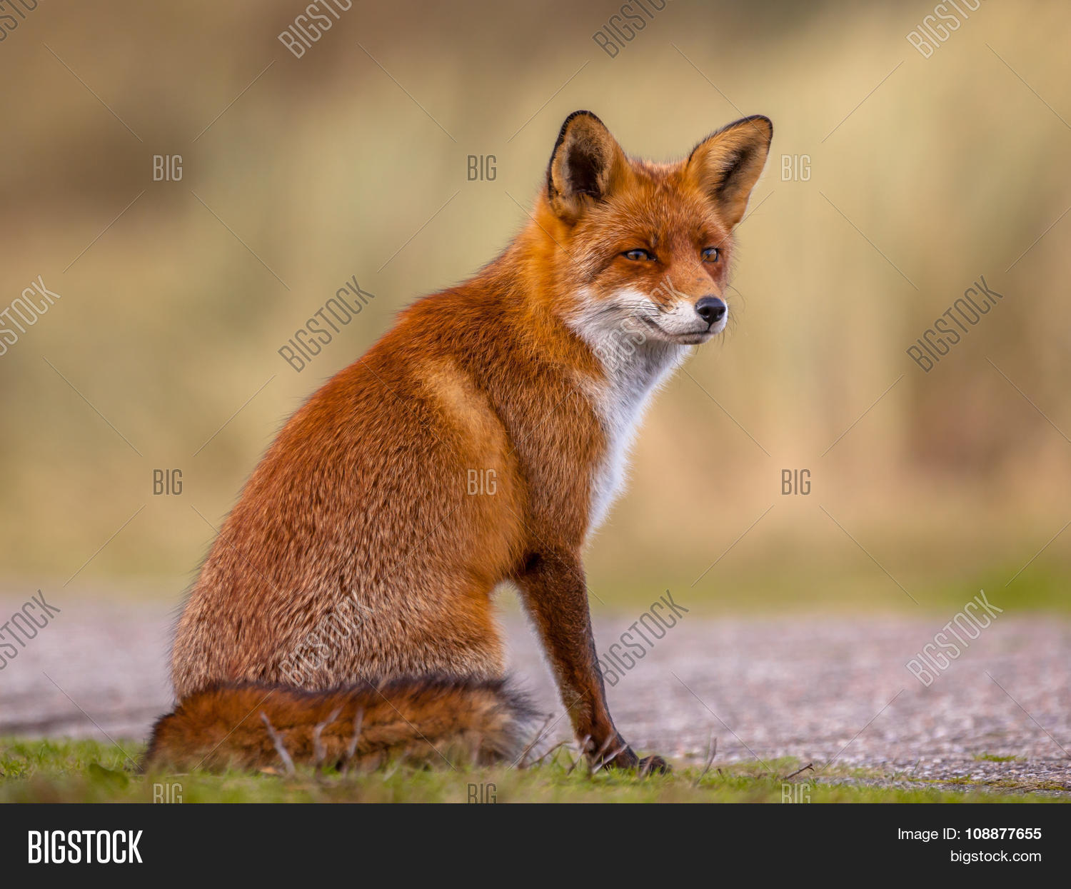 Red Fox Waiting Image & Photo (Free Trial) | Bigstock