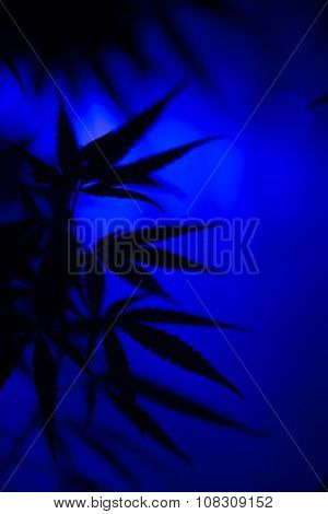 Marijuana Cannabis Image & Photo (Free Trial) | Bigstock