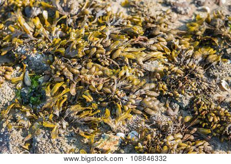 Washed Ashore North Image & Photo (Free Trial) | Bigstock