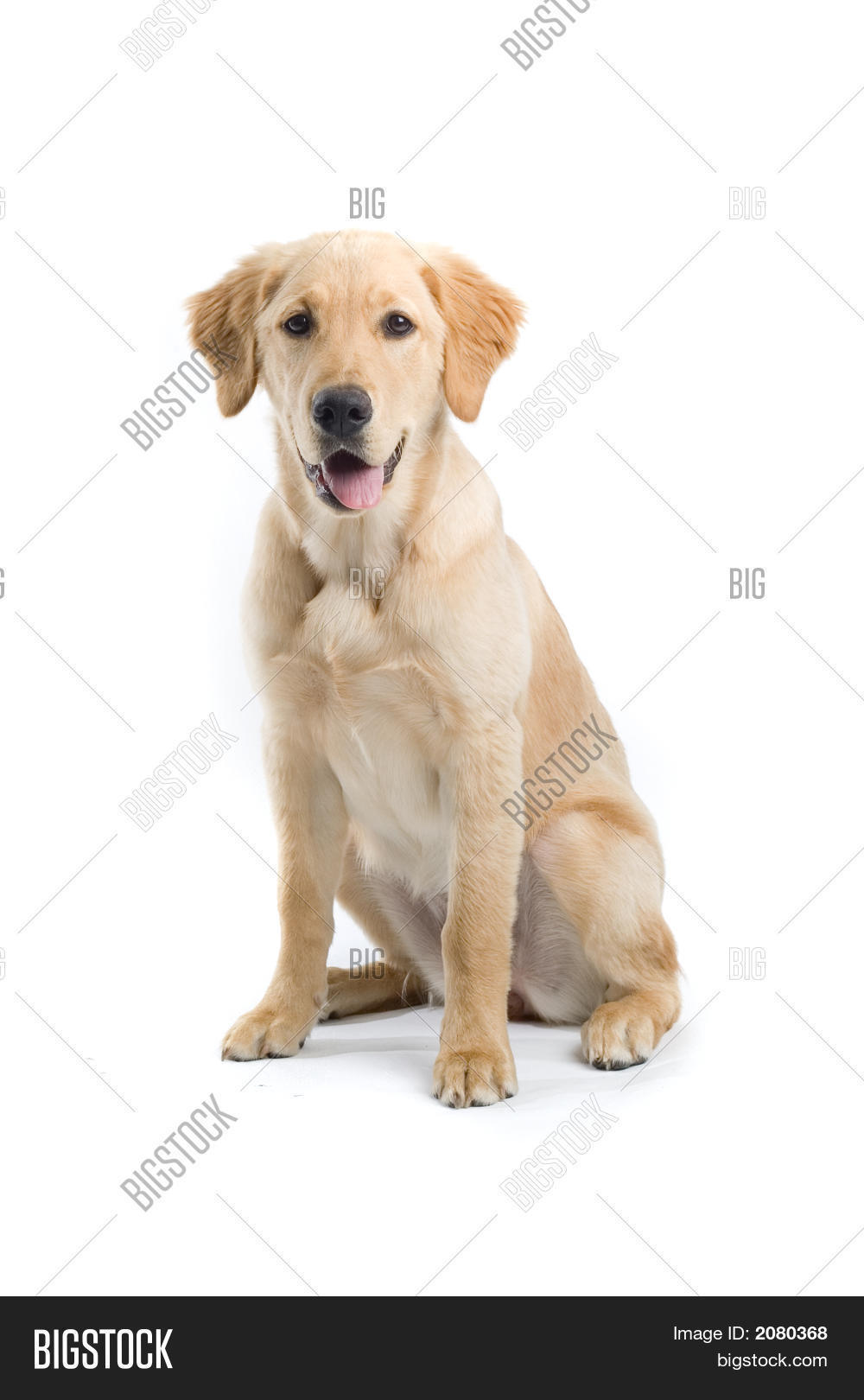 Labrador Retriever Image & Photo (Free Trial) | Bigstock