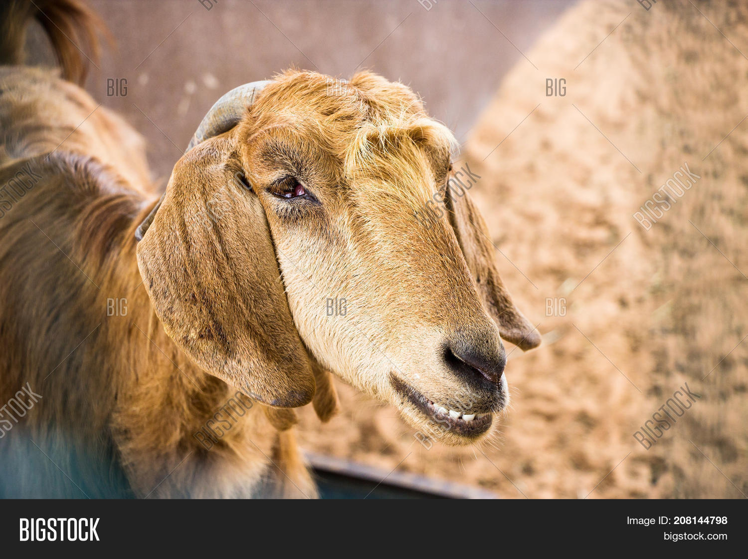 Smiling Funny Goat. Image & Photo (Free Trial) | Bigstock