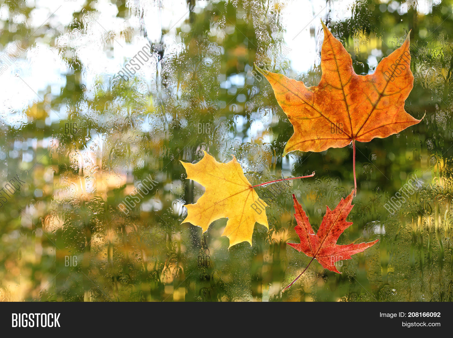 Three Maple Leaf Stuck Image & Photo (Free Trial) | Bigstock