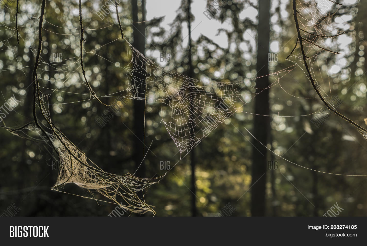 Silver Golden Cobweb Image & Photo (Free Trial) | Bigstock