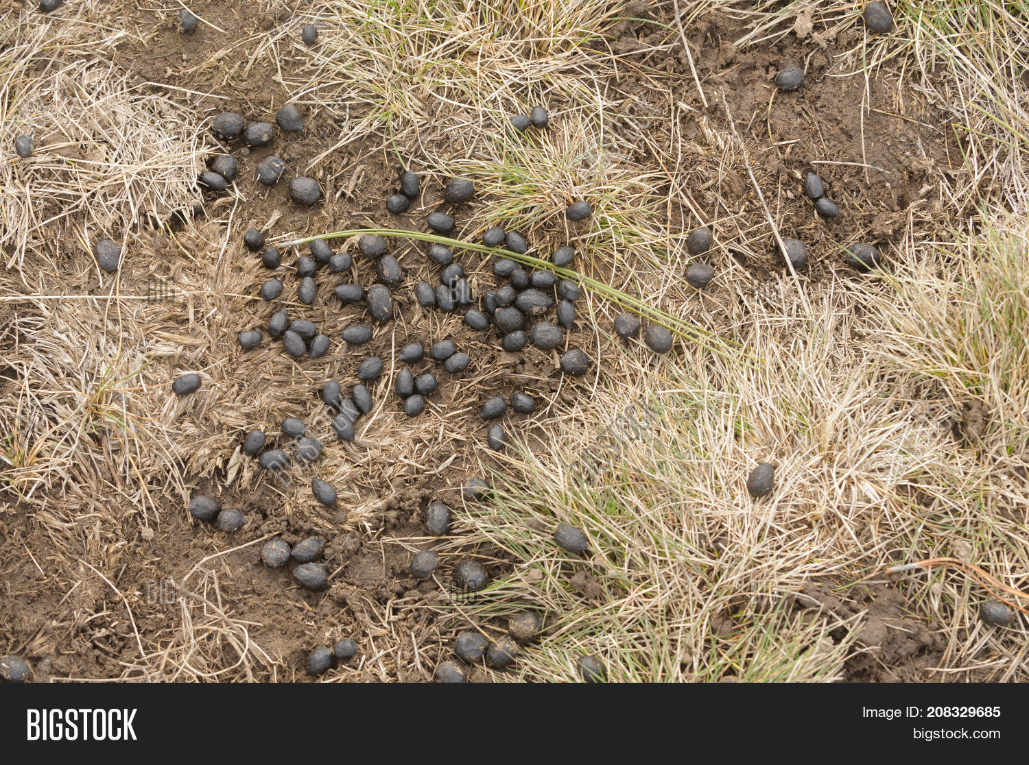 Elk Excrement, Scat, Image & Photo (Free Trial) | Bigstock