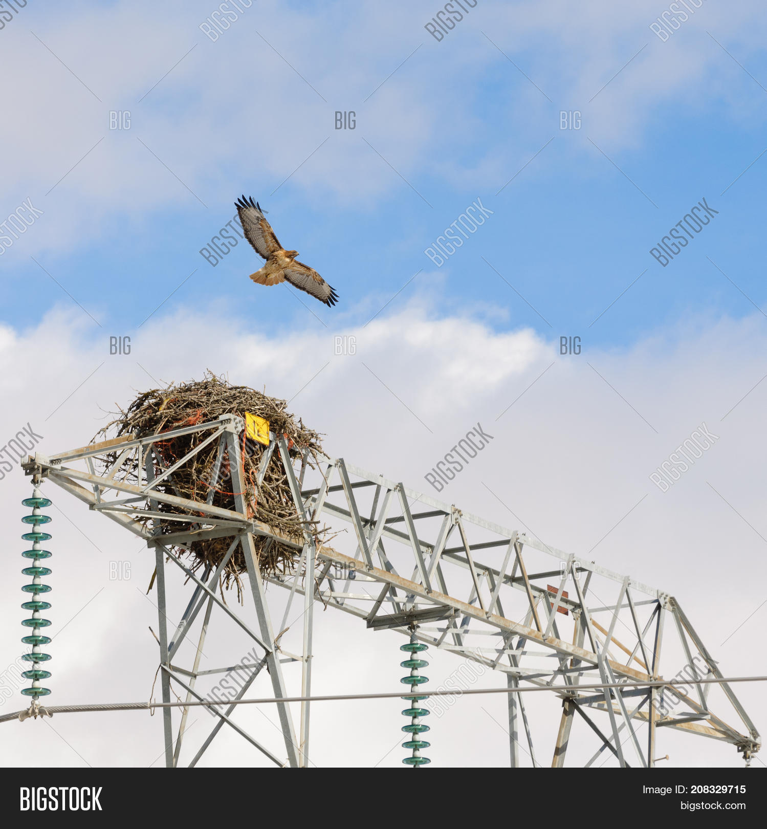 Adult Red-tailed Hawk Image & Photo (Free Trial) | Bigstock